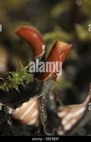 Finger-fruited shield lichen (Peltigera polydactylon Stock Photo - Alamy
