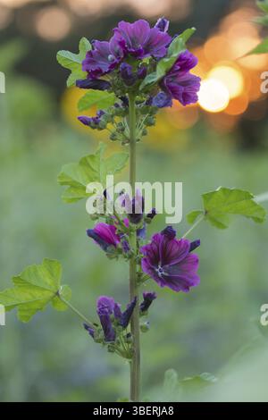 Common Mallow Cultivar, Malva sylvestris "Primley Blue", Malvaceae ...