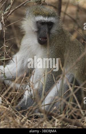 Vervet Monkey, male (Chlorocebus pygerythrus Stock Photo - Alamy