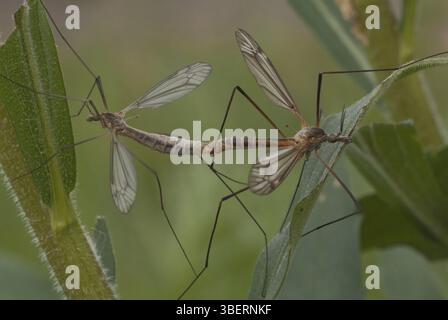 Meadow snake mating (Tipula paludosa Stock Photo - Alamy