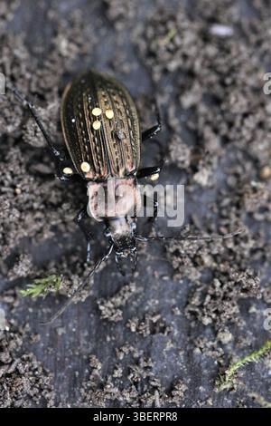 Granulated ground beetle (Carabus granulatus) belongs to the family of ...