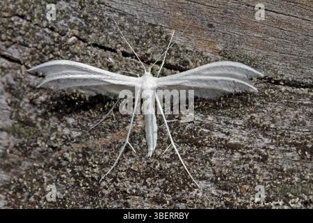 Feather ghost (Pterophorus pentadactyla Stock Photo - Alamy