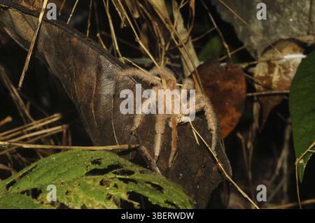 Giant crab spider species (Heteropoda davidbowie Stock Photo - Alamy
