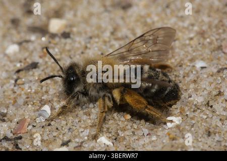 Orange-legged furrow bee, Halictus rubicundus feeding on devil's-bit ...
