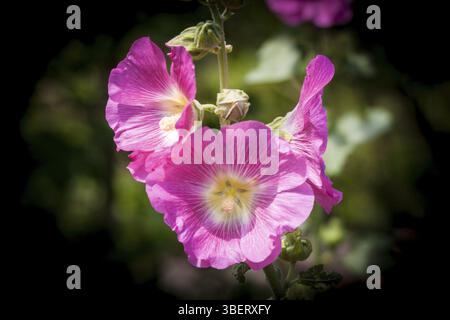 Alcea rosea STOCKROSE HOLLYHOCK (alcea syn. althea rosea Stock Photo ...