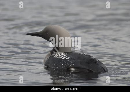 Black-throated diver (Gavia immer Stock Photo - Alamy