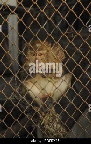 Java monkey (Macaca fascicularis Stock Photo - Alamy