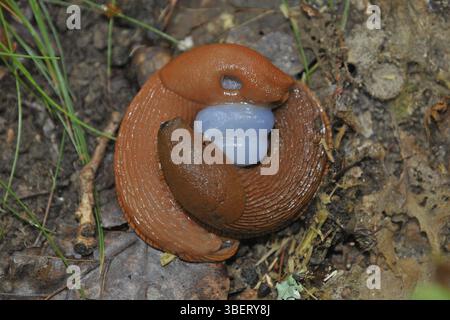 Love wheel of the snail (Arion rufus Stock Photo - Alamy