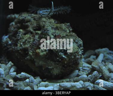 Reef stonefish (Synanceia verrucosa), very poisonous, from the front ...