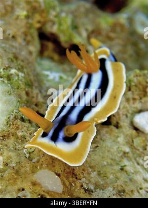 African star snail (Chromodoris africana Stock Photo - Alamy
