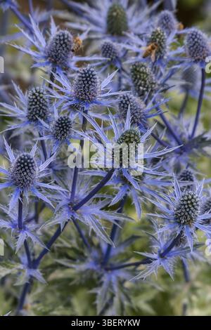 Eryngium EDELDISTEL MANNSTREU (eryngium Stock Photo - Alamy