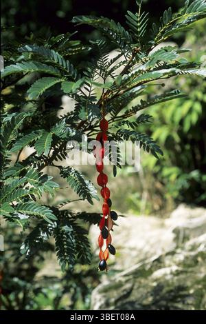 Prosopis sp Prosopis sp Stock Photo - Alamy