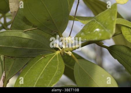 Ceylon cinnamon tree (Cinnamomum zeylanicum Stock Photo - Alamy