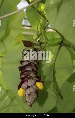 pipevine (Aristolochia macrophylla Stock Photo - Alamy