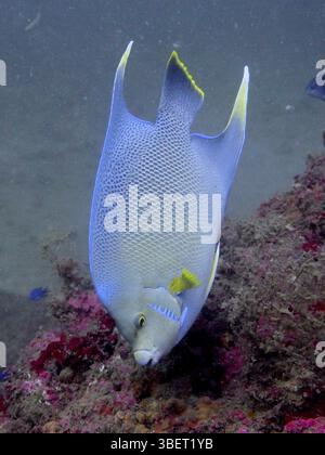 Bermuda blue angelfish Holacanthus bermudensis swims across a coral ...