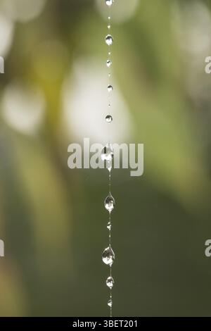Water droplet chain on spider thread Stock Photo - Alamy