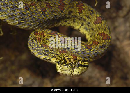 Jerdon's Pit Viper, Protobothrops jerdonii. Venomous Rare medium sized ...