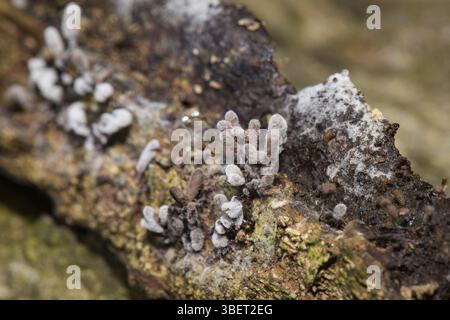 Grey dusky mushroom (Arcyria cinerea Stock Photo - Alamy