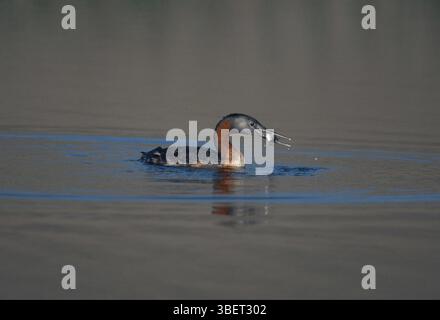 Great Grebe (Podiceps major) Aves Stock Photo - Alamy