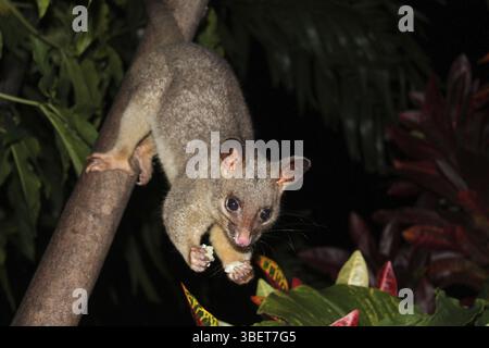 Fox cusu (Trichosurus vulpecula Stock Photo - Alamy