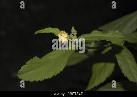 Cuban jute (Sida rhombifolia Stock Photo - Alamy