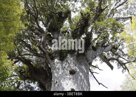 Cowrie tree (Agathis australis Stock Photo - Alamy