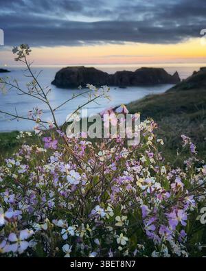 Colorful Wildflowers at the Oregon Coast in spring time Stock Photo - Alamy