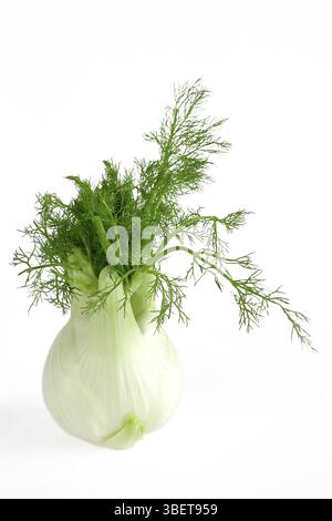 Foeniculum vulgare - Medicinal hot fennel drink Stock Photo - Alamy
