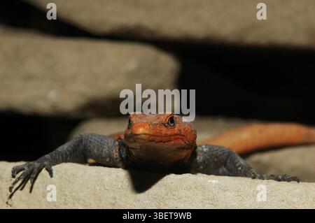 Emperor flat-belted lizard (Platysaurus imperator Stock Photo - Alamy