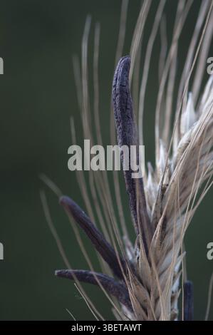 Ergot Fungus (Claviceps purpurea Stock Photo - Alamy