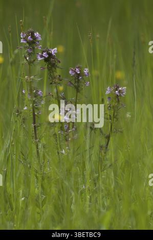 Marsh Lousewort (Pedicularis palustris) flowering, growing on wet marsh ...