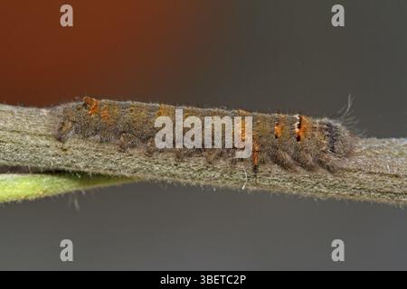 Copper glow (Gastropacha quercifolia Stock Photo - Alamy