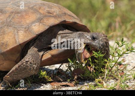 Georgia gopher tortoise (Gopherus polyphemus Stock Photo - Alamy