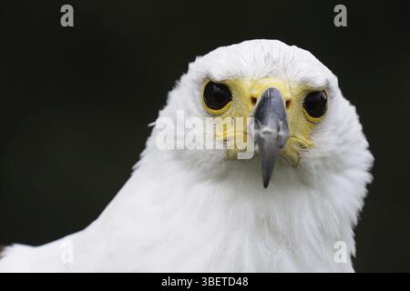 Lesser spotted eagle (Heliaetus vocifer Stock Photo - Alamy