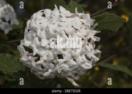 Easter snowball (Viburnum burkwoodii Stock Photo - Alamy