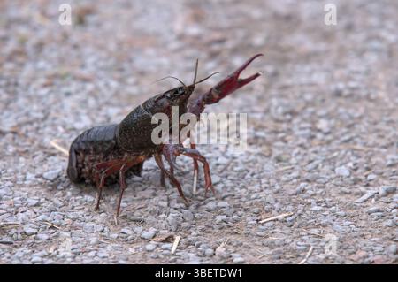 American red swamp crayfish (Procambarus clarkii Stock Photo - Alamy