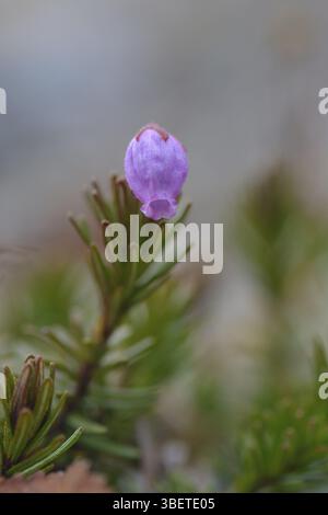 Mountain heather (Phyllodoce caerulea Stock Photo - Alamy