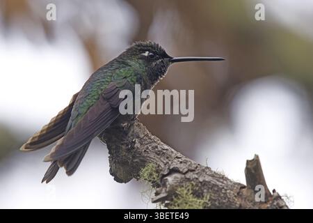 Fire-throated hummingbird (Panterpe insignis), Parque National Los ...