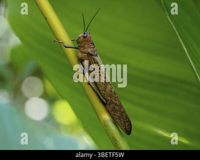 Giant locust (Tropidacris cristata), grasshopper, Manuel Antonio ...