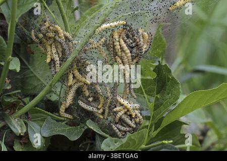 Weeping cherry moth (Yponomeuta evonymella Stock Photo - Alamy