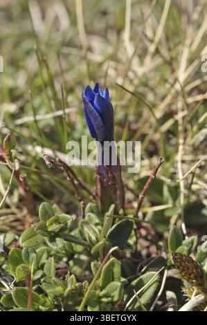 Gentian species (Gentiana sp Stock Photo - Alamy