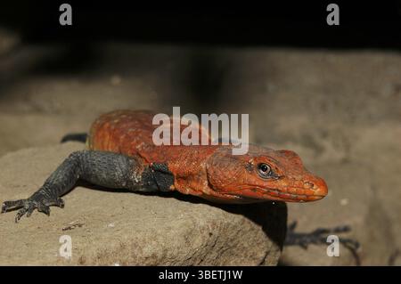 Emperor flat-belted lizard (Platysaurus imperator Stock Photo - Alamy