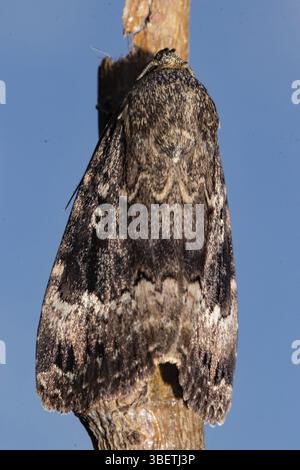 Pyramid owl (Amphipyra pyramidea Stock Photo - Alamy
