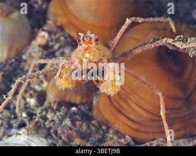 Scorpion Spider Crab - Inachus dorsettensis Stock Photo - Alamy