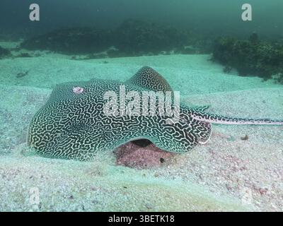 Indo-Pacific stingray (Honeycomb whipray Stock Photo - Alamy