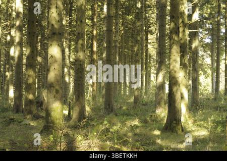 Light fir forest (Abies sp Stock Photo - Alamy