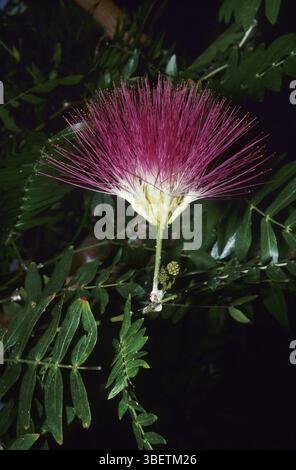 Powder puff bush (Calliandra Stock Photo - Alamy