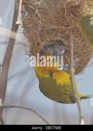 Neckband weaver male (Ploceus castaneiceps Stock Photo - Alamy