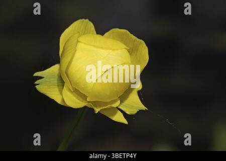 Trollflower (Trollius europaeus Stock Photo - Alamy