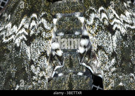 Panama hawkmoth with face (Sphingidae Stock Photo - Alamy